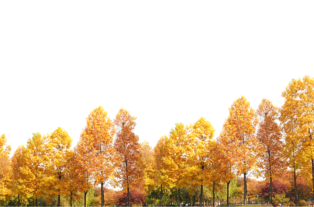 trees-fall-bg-png - Gatlinburg Vacation Packages